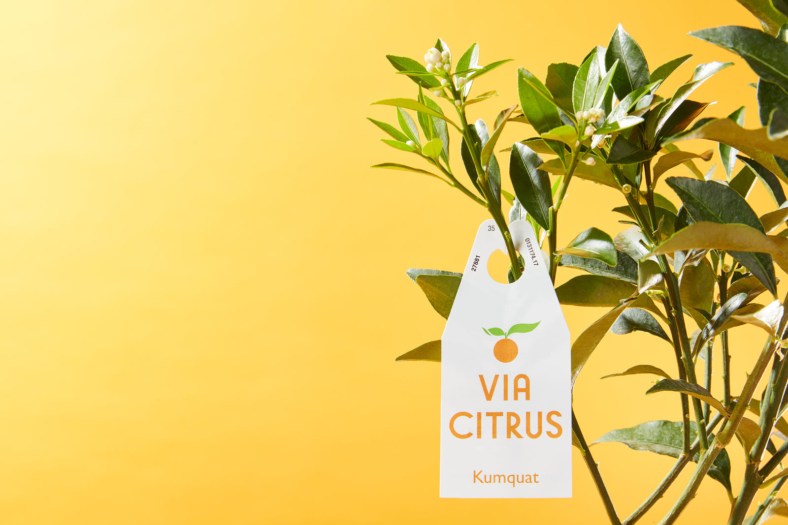 Meet The New Kumquat Tree A Unique Addition To Your Garden Via Citrus