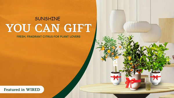 Why Citrus Trees Make the Best Gifts for Plant Lovers - Via Citrus
