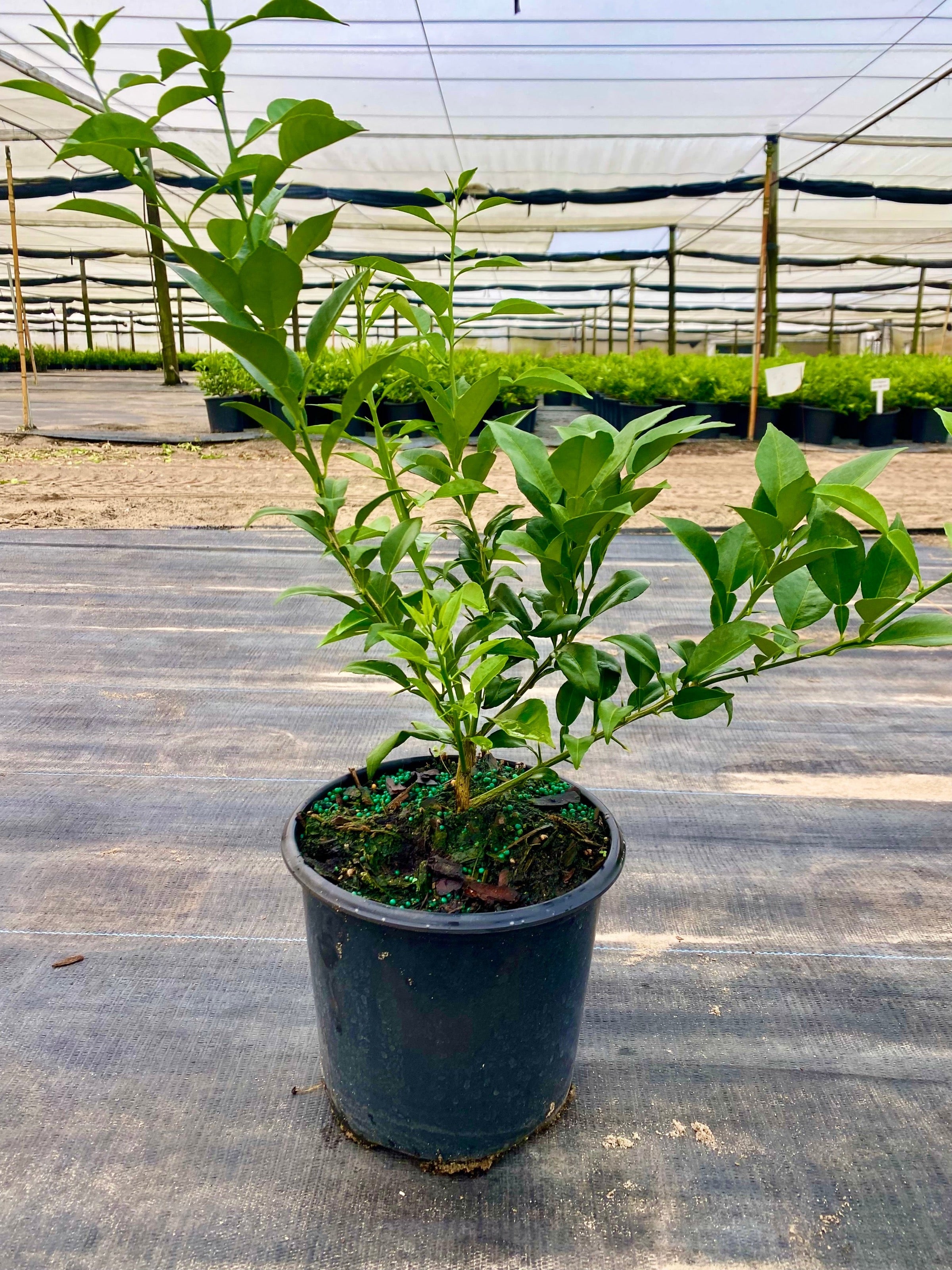 Yuzu Citrus Via Citrus