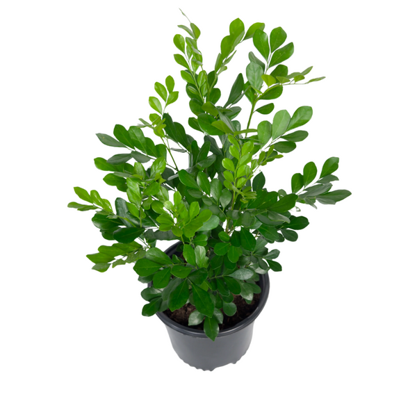 Orange Jasmine - Via Citrus