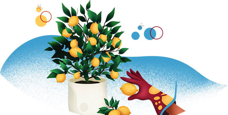 Via Citrus | Grow Something Different | Florida Citrus Trees