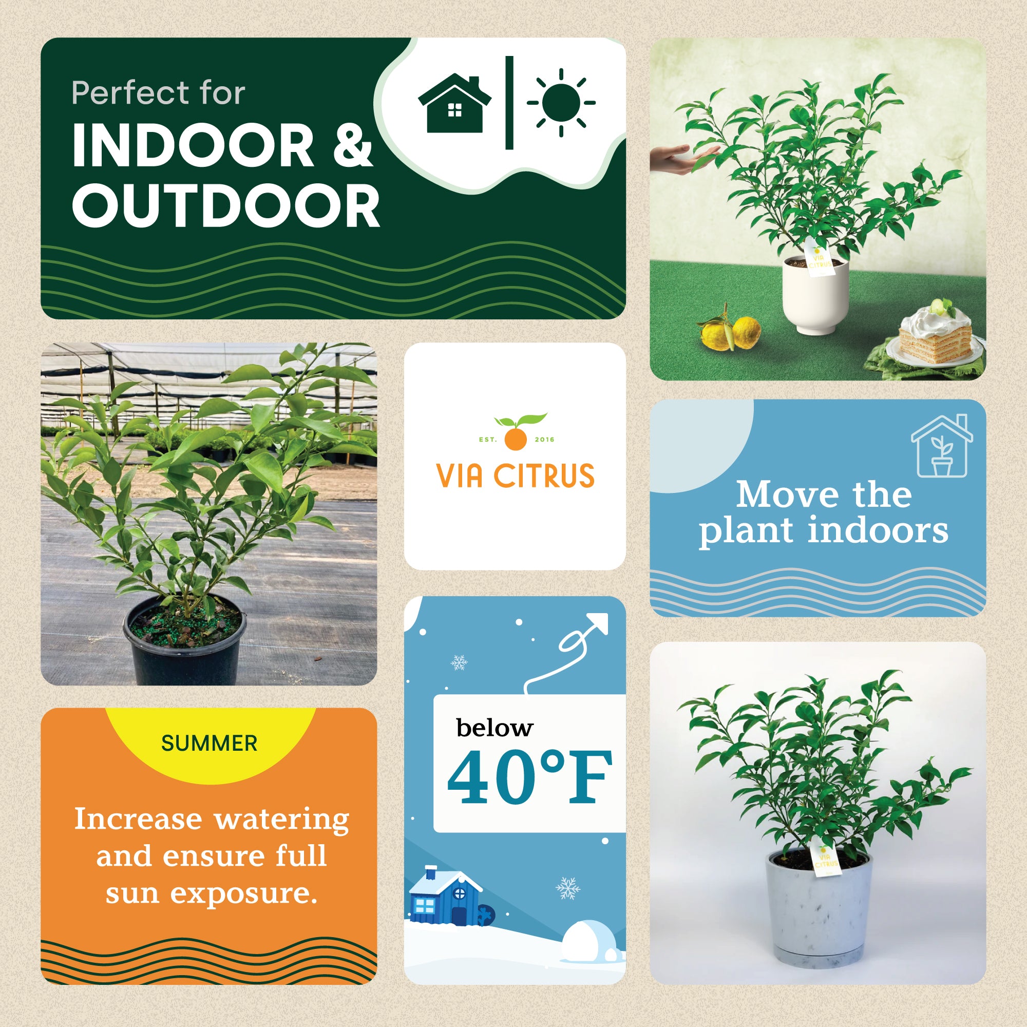 Yuzu Citrus Via Citrus