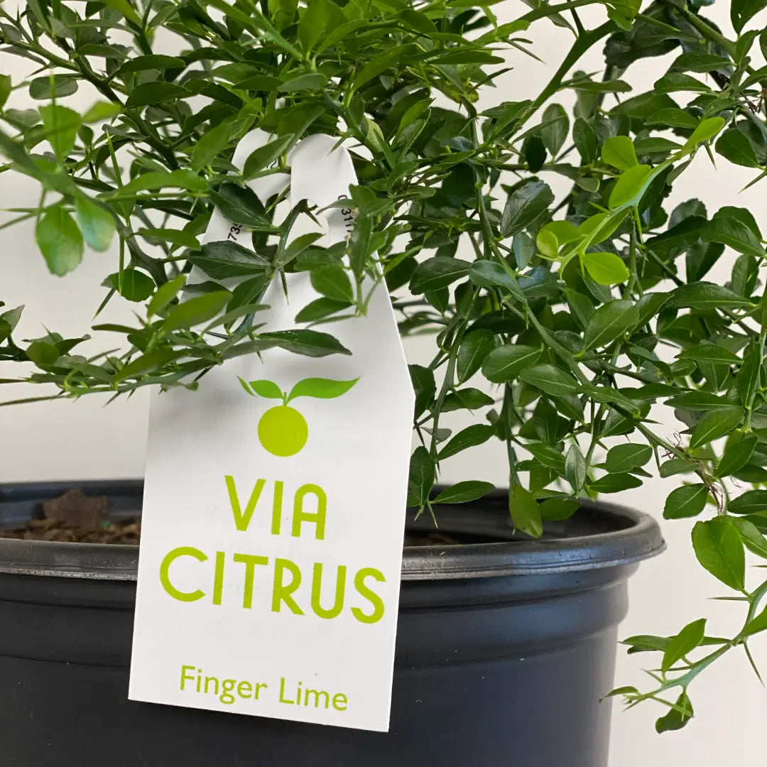 Citrus Trees - Via Citrus