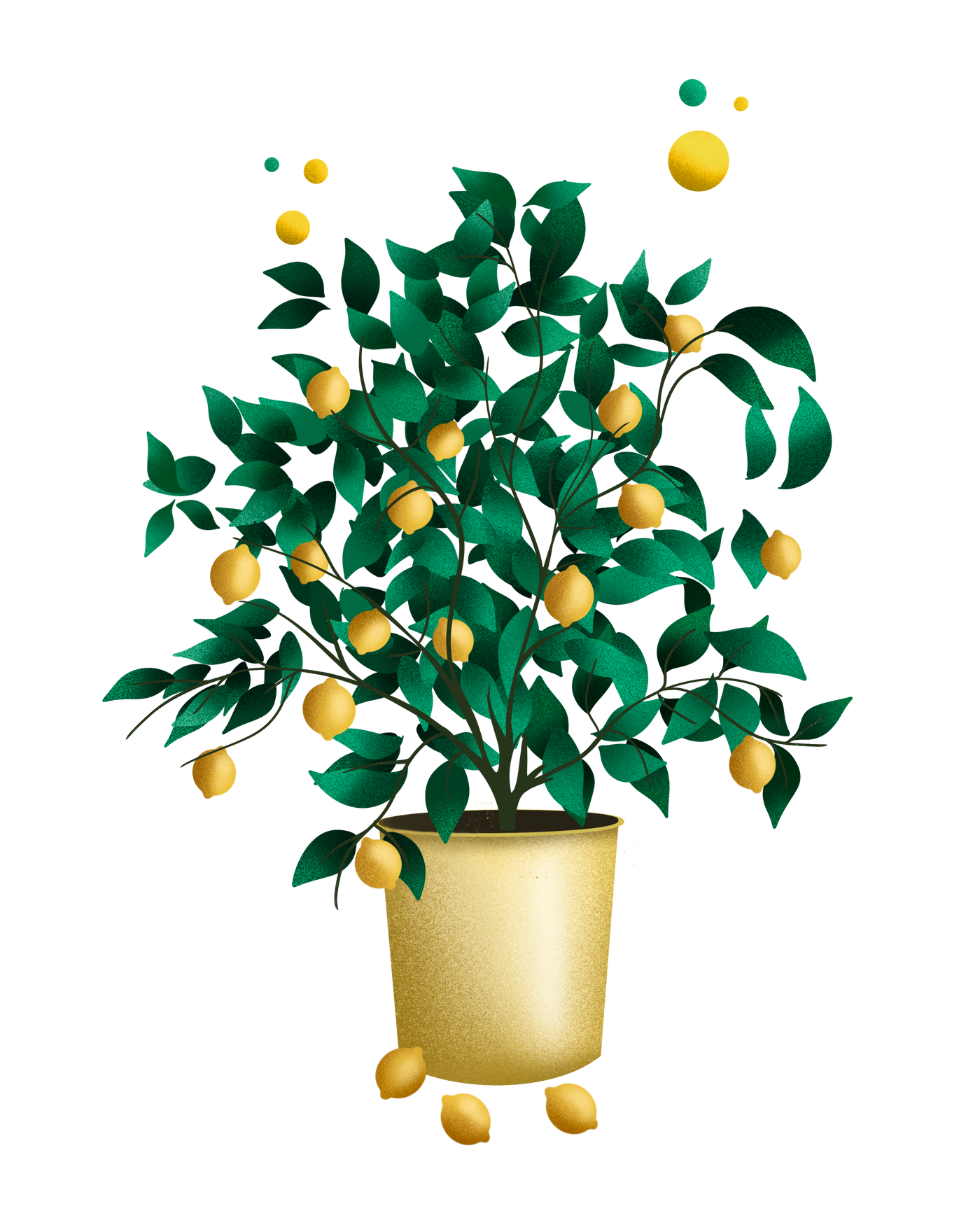 Calamondin / Calamansi - Via Citrus