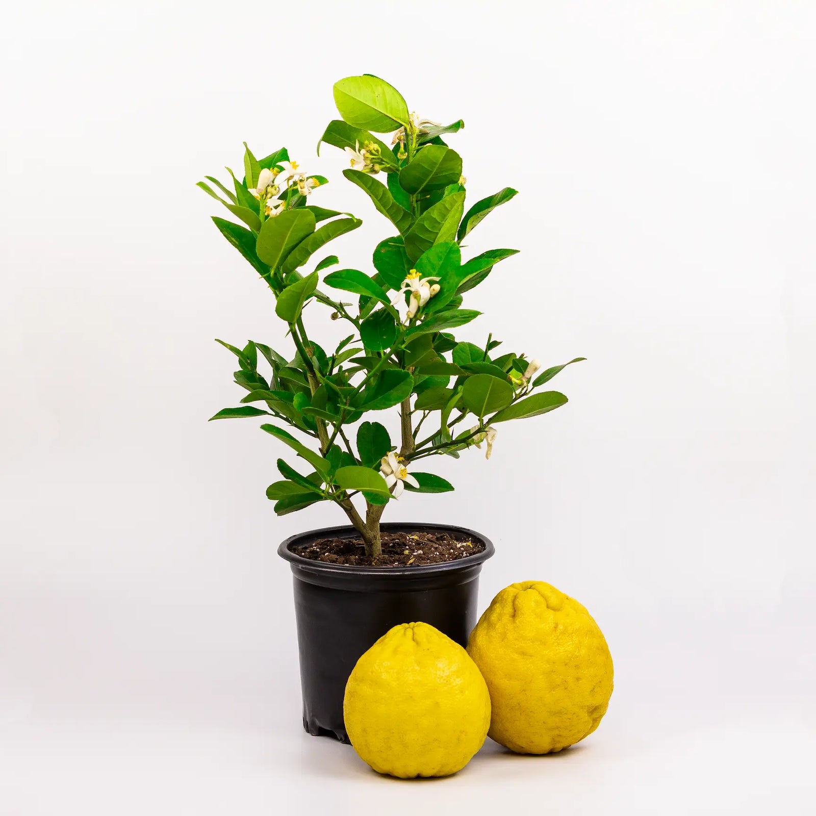 Citrus Trees - Via Citrus