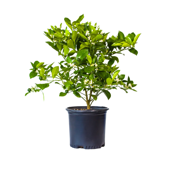 Calamondin / Calamansi - Via Citrus
