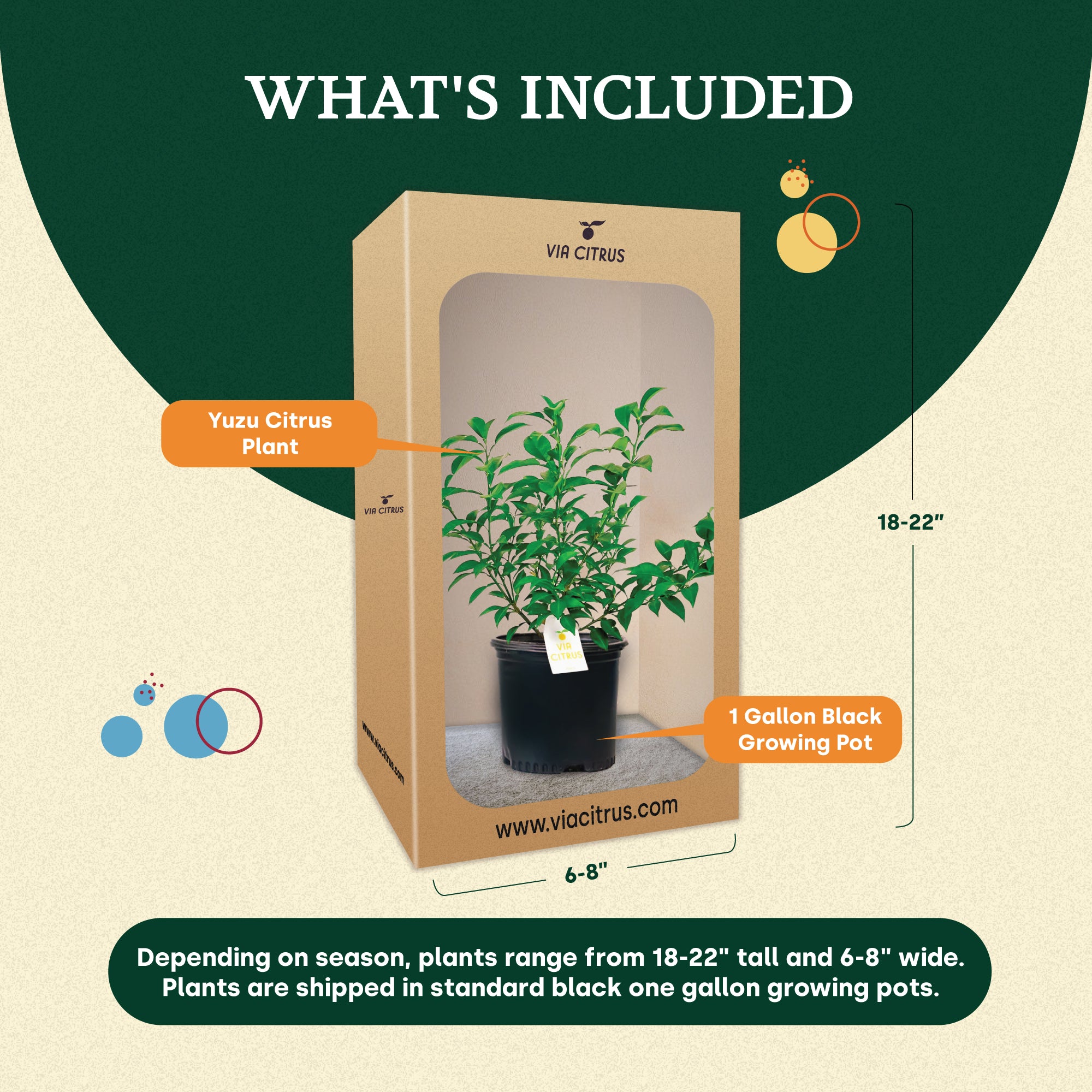 Yuzu Citrus Via Citrus