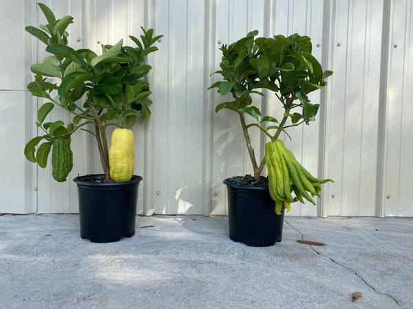 Buddha's Hand - Via Citrus