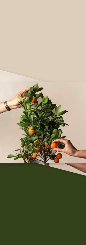 Via Citrus | Grow Something Different | Florida Citrus Trees